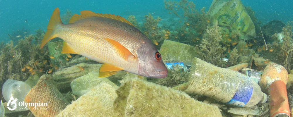 Vital Importance of Water Quality in Fish Farming - Olympian Water ...