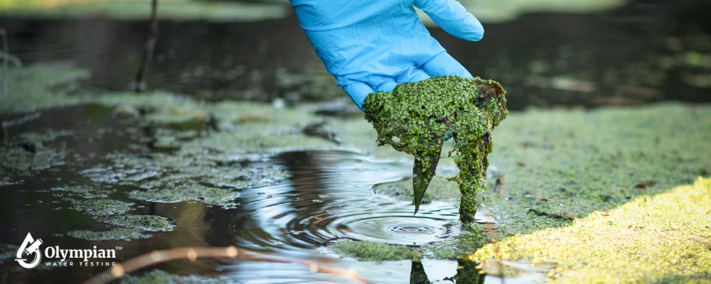Uncovering the Threat of Harmful Algal Blooms in Water Supplies ...