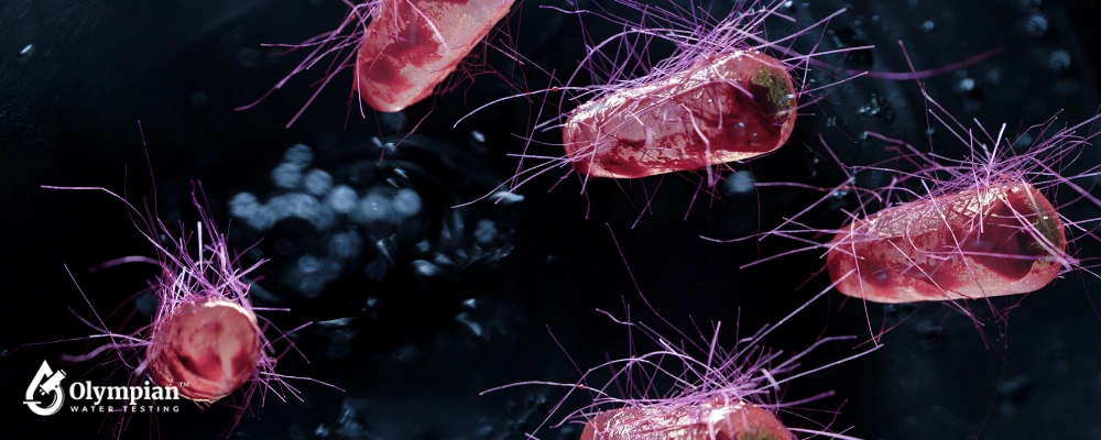 E.coli as indicator organisms for fecal contamination in water ...