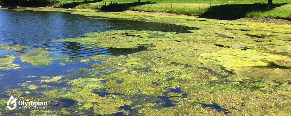 How to Interpret Your Water Odor Test Results - Olympian Water Testing, LLC