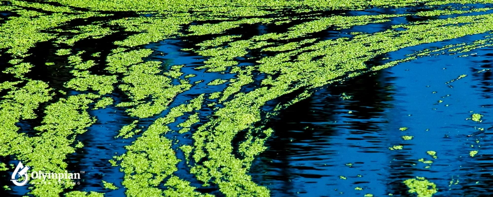 The Basics of Water Odor Testing, A Comprehensive Guide - Olympian ...